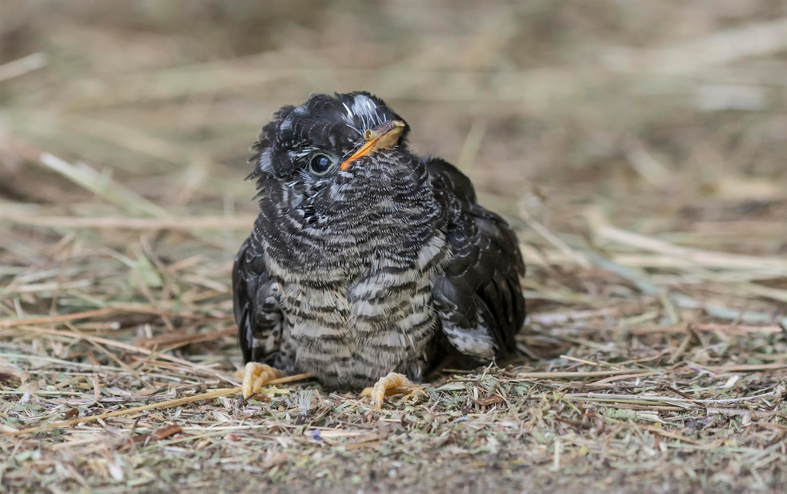 C.R.O.S. Varenna: Cuculo giovane