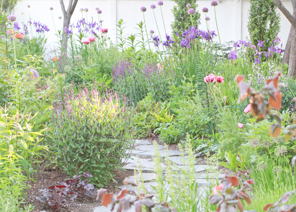 VW Garden: Pink Oriental Poppies: Medallion and Harlem