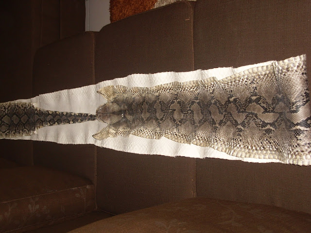 Taksidermi dan Pengawetan Kulit: Tanning Kulit Ular Sawa Batik (Python ...