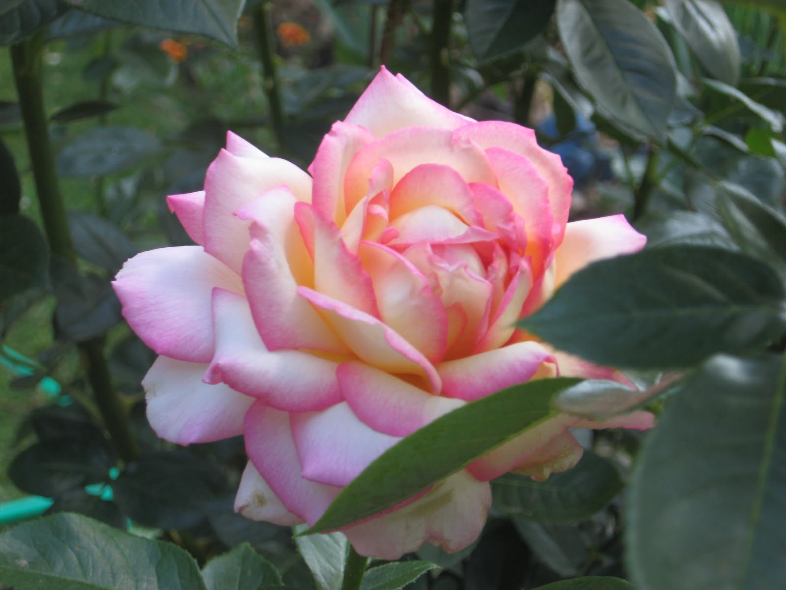 Gardening with Juanita: Peace Rose