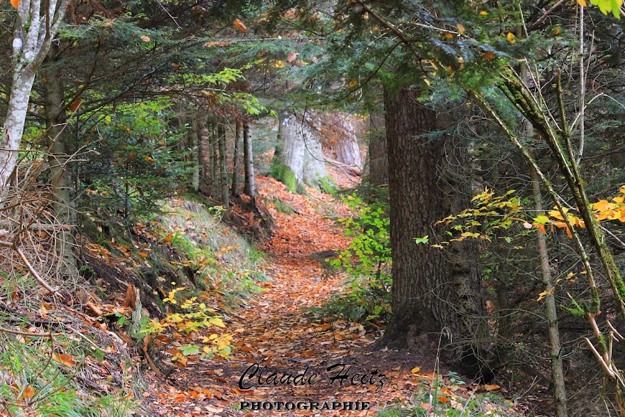 Autour du rocher du Coucou - Mes photos à travers l'Alsace