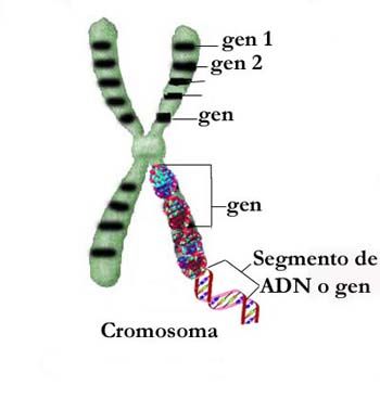 2. Genes y transmisión de ADN