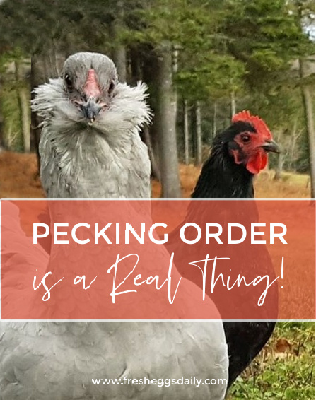 Pecking Order IS a Real Thing in Chicken Flocks - Fresh Eggs Daily ...