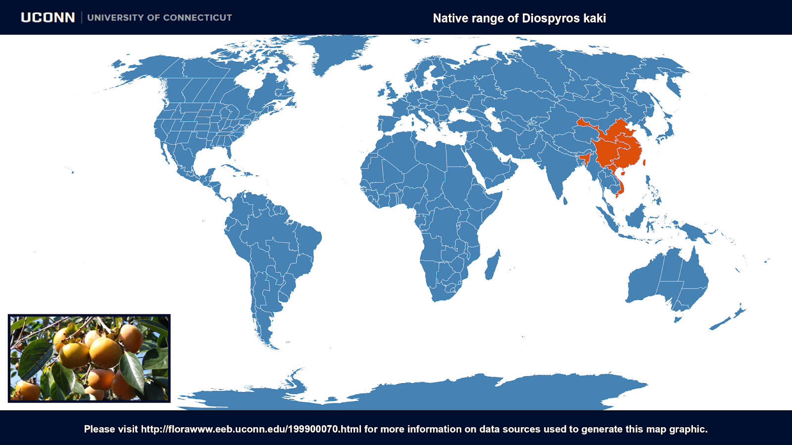 Balkan Ecology Project : Japanese Persimmon - The Essential Guide to ...