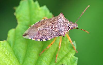 MObugs: Spined Soldier Bug