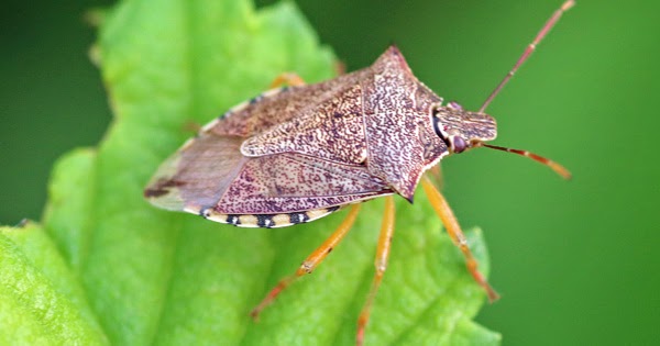 MObugs: Spined Soldier Bug