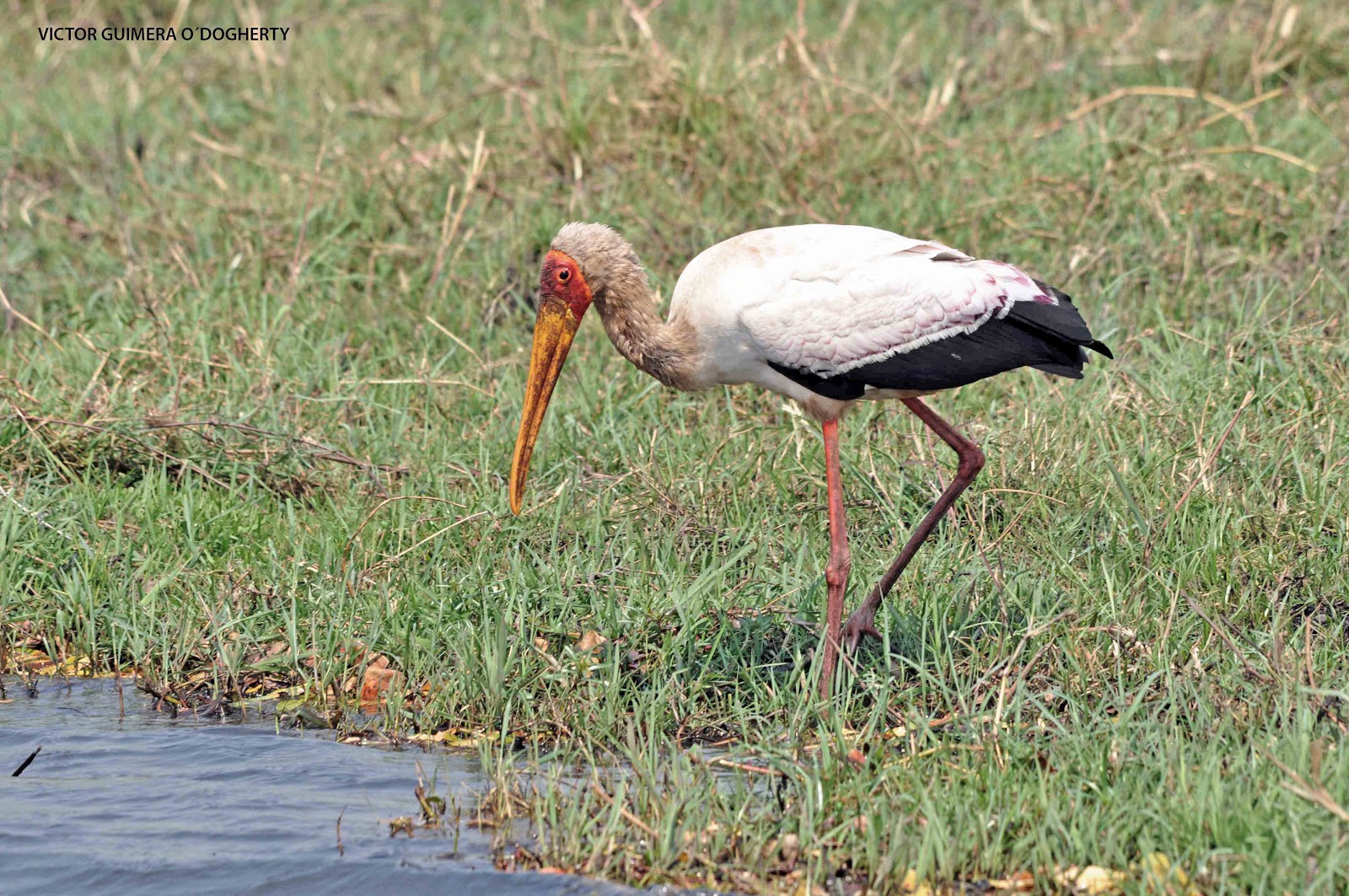 Mis imágenes de aves: IMAGENES DEL TANTALO AFRICANO