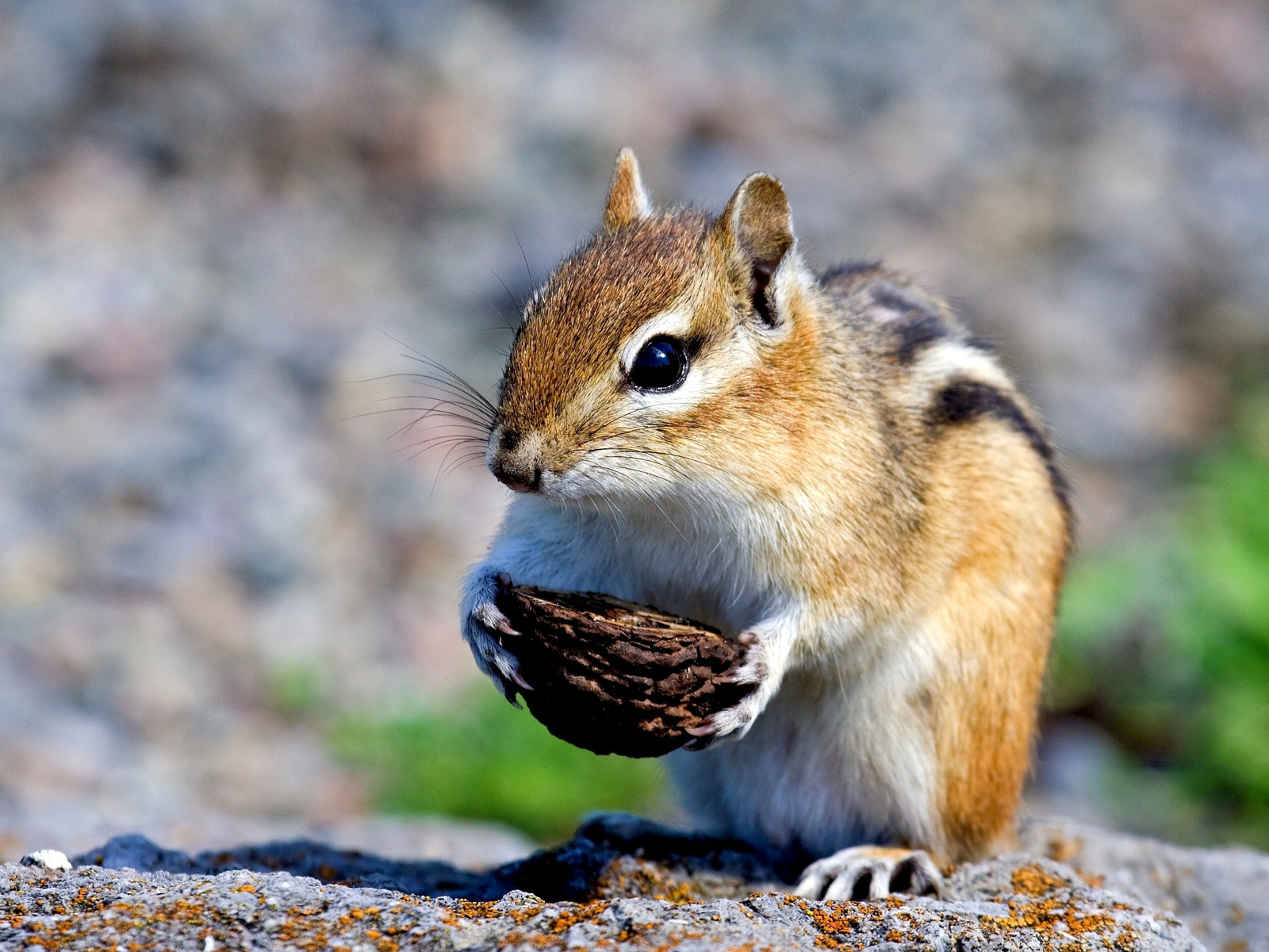 Fotos de ardillas comiendo en bosques