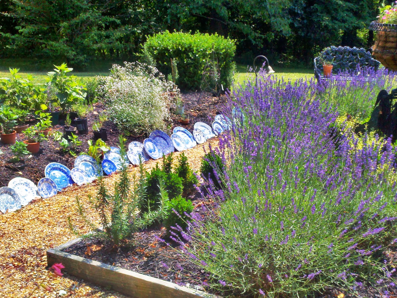 Lavender Garden Border