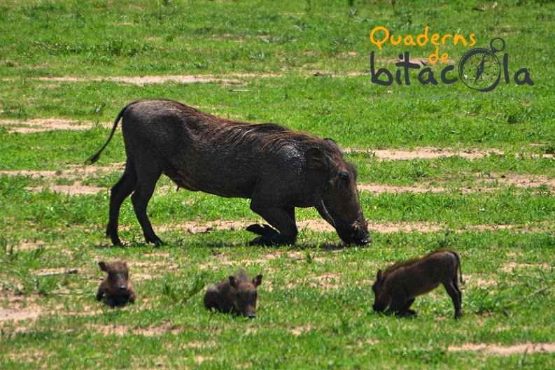 El Parque Nacional de Tarangire, elefantes y "pumbas" en Tanzania ...