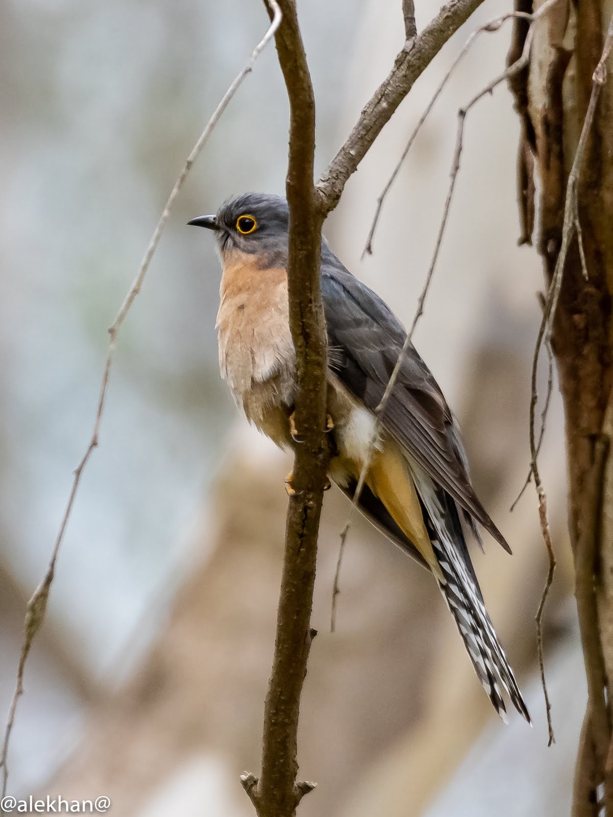 Pájaros, Pajarracos: 2019