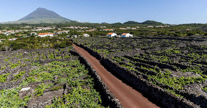 Cais do Pico: Vinho e turismo vinícola do Pico promovidos na China