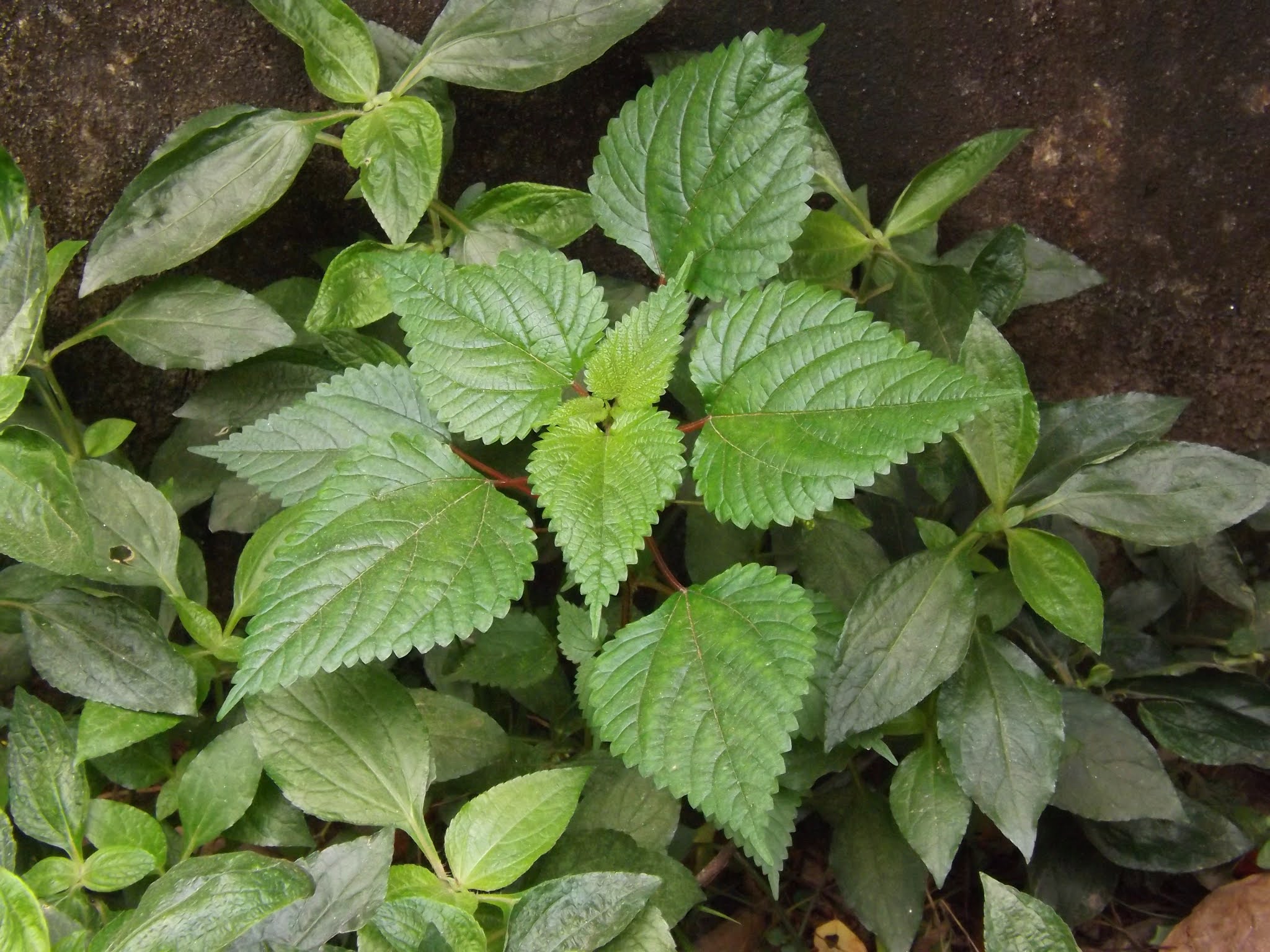 Lal bichuti or Hawaiian wood-nettle, Laportea interrupta