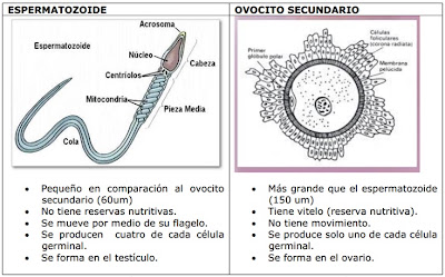 GAMETOGÉNESIS: Biología