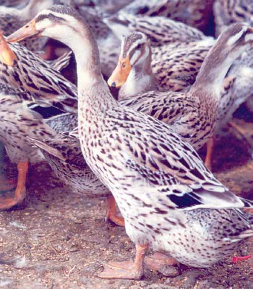 BUDIDAYA TERNAK ITIK ~ Macam-Macam Budidaya