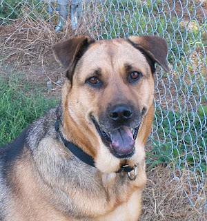 Big German Shepherds: German Shepherd Bloodhound Mix