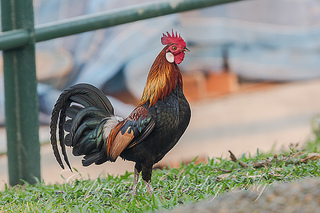 Life's Indulgences: Wild chickens