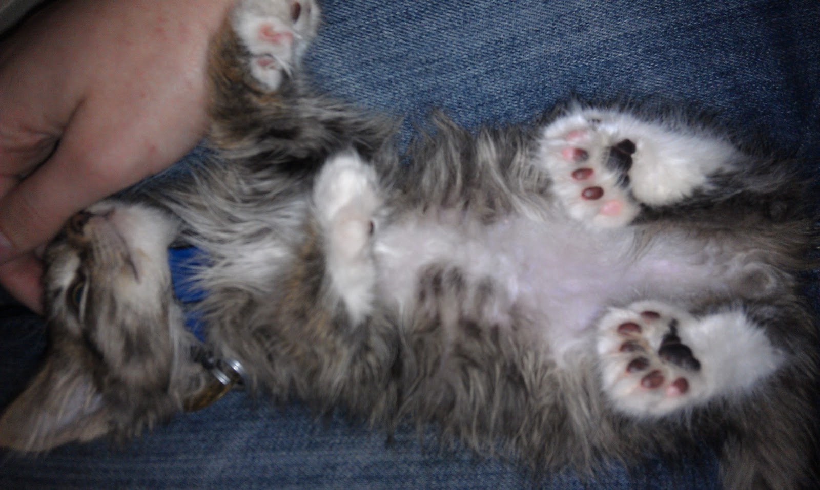 Polydactyl Cat high resolution widescreen ~ Beautiful Cat Wallpapers