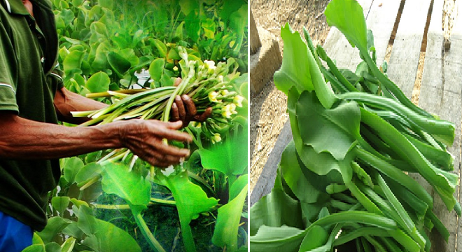 Mengkonsumsi Genjer ternyata Bisa Mengurangi Resiko Penyakit Kanker Dan ...