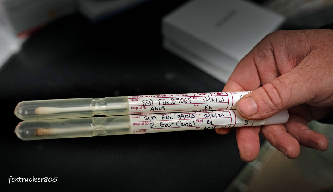 Friends of the Island Fox