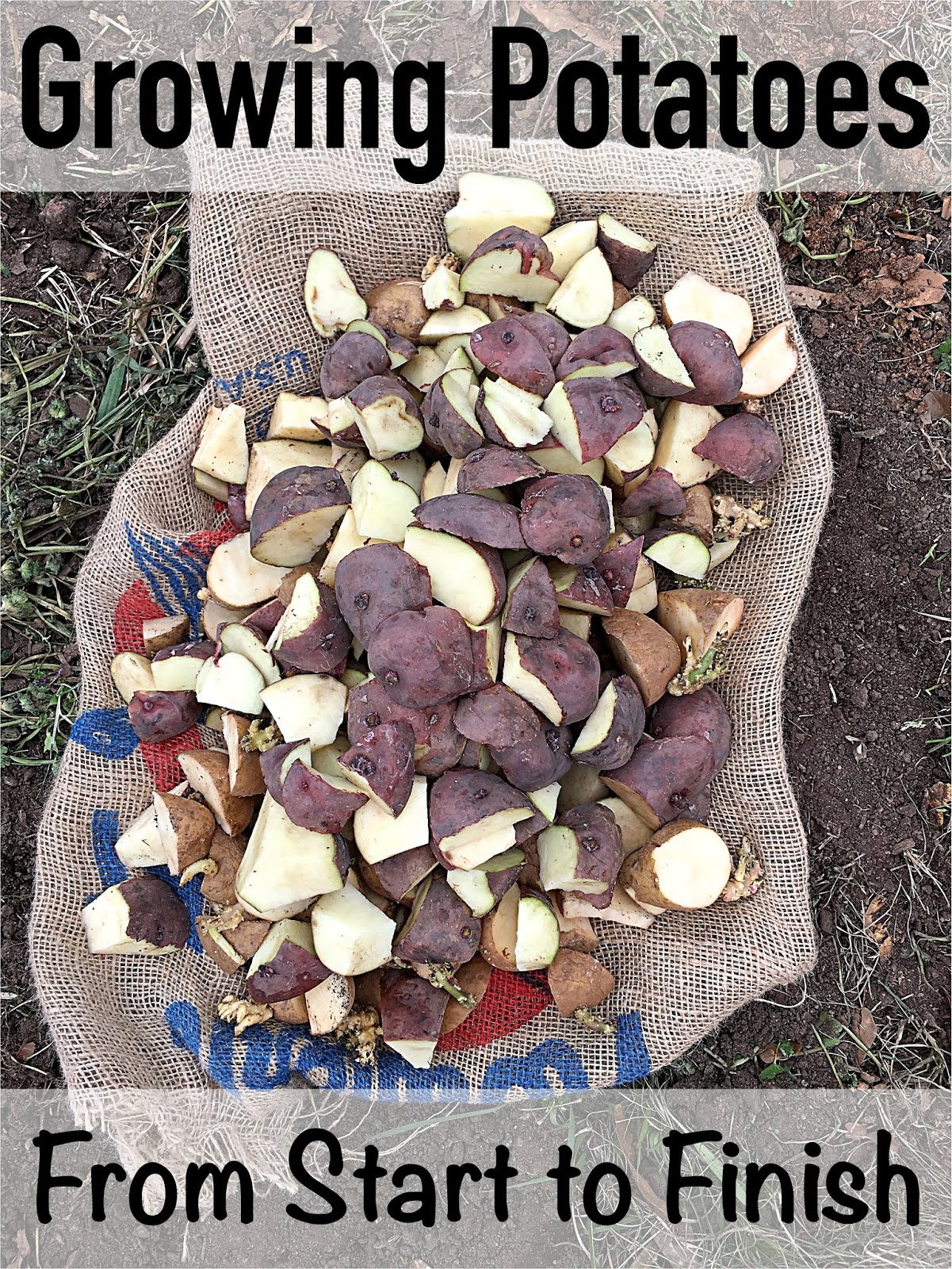 Country Mama To Many: Growing Potatoes From Start to Finish