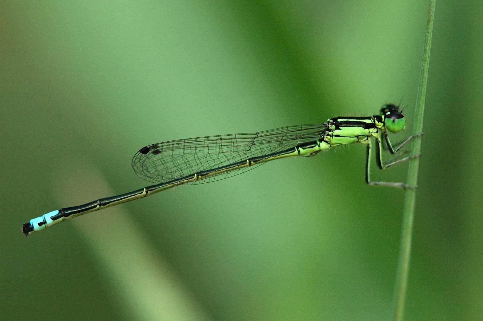 Field Biology in Southeastern Ohio: Another Wetland Walk