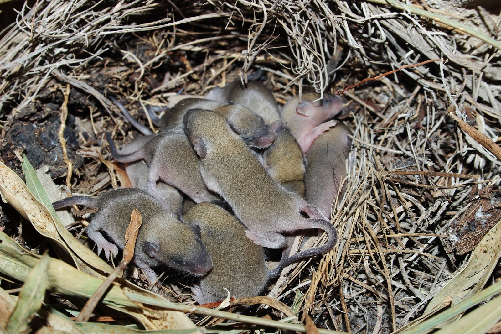 Biodiversity of Cyprus by NGO Protection of the Natural Heritage and ...