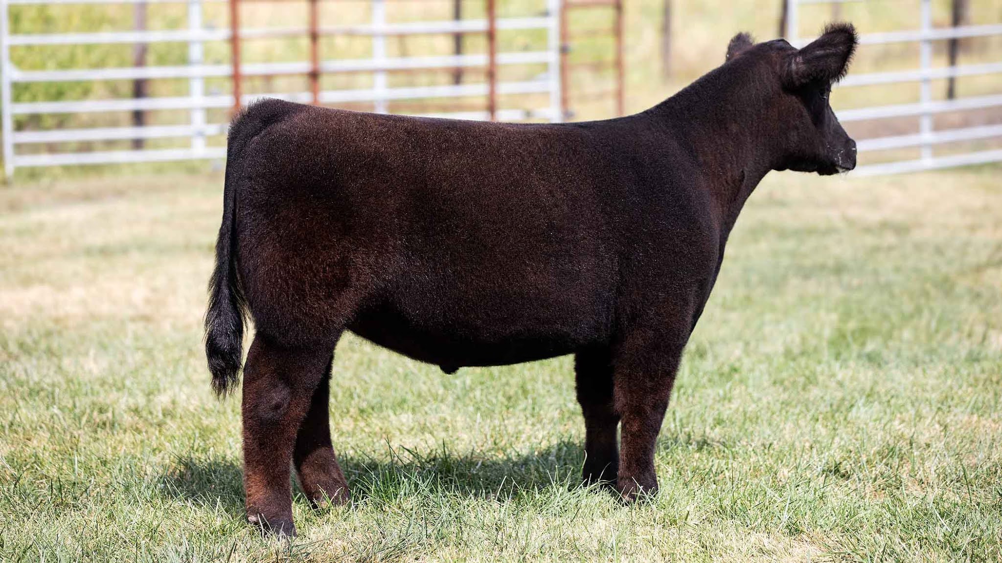 RCC Blog: Hanewich Cattle Co