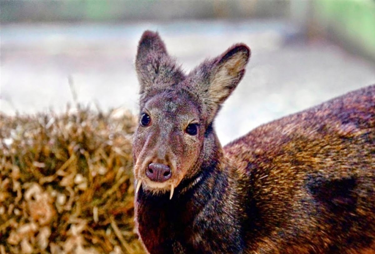 La Wildlife Conservation Society observa a un ciervo con colmillos de ...