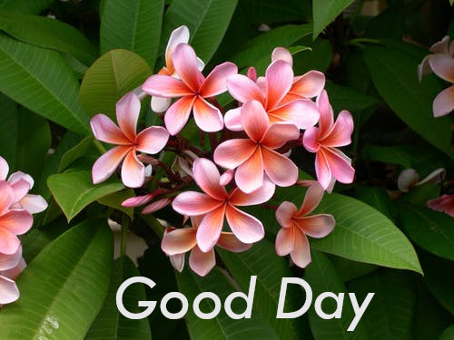 Top 10 Good Day Images greeting Pictures,Photos for Whatsapp - Good Morning