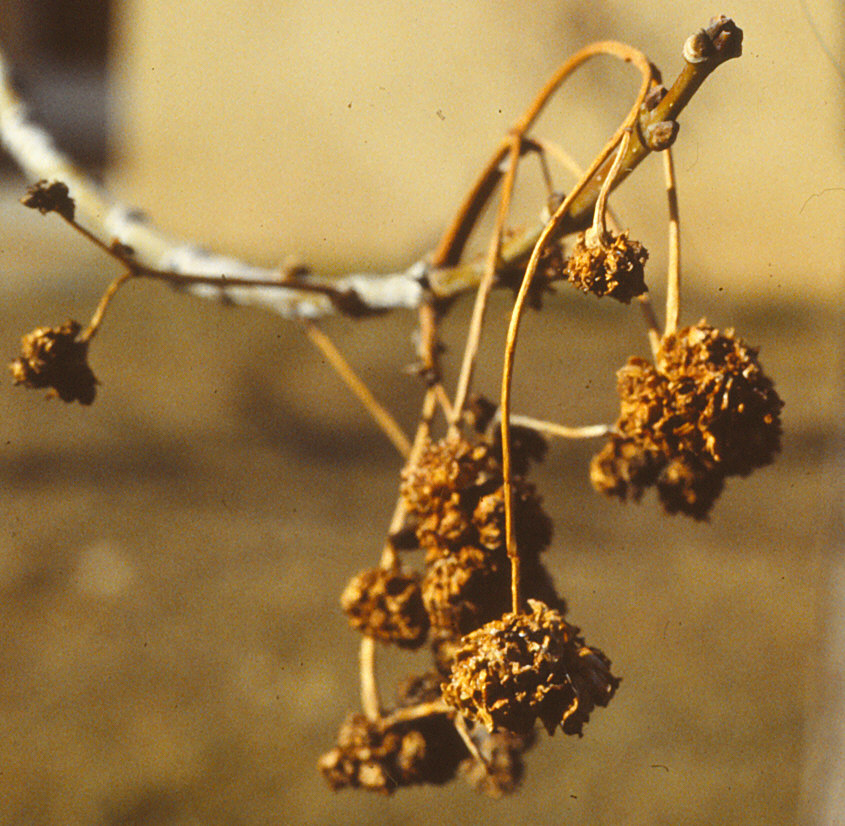Ash Flowergall Mites are the Least of Our Worries