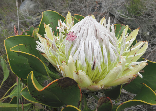 66 Square Feet (Plus): Walking in winter