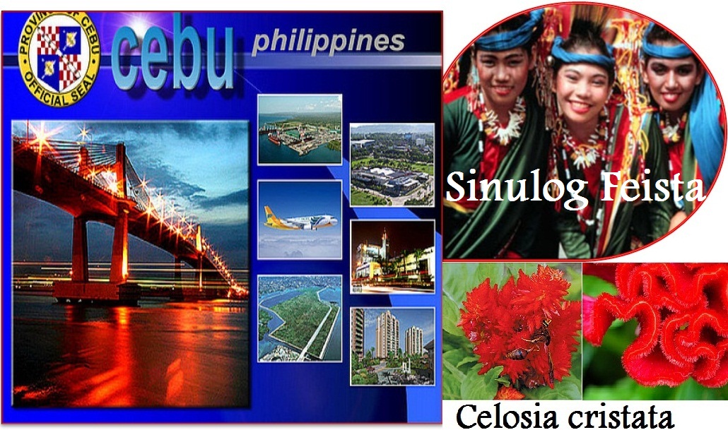 SOLYMONE BLOG: PHILIPPINES CEBU CITY LAUNCH OFFICIAL FLOWER