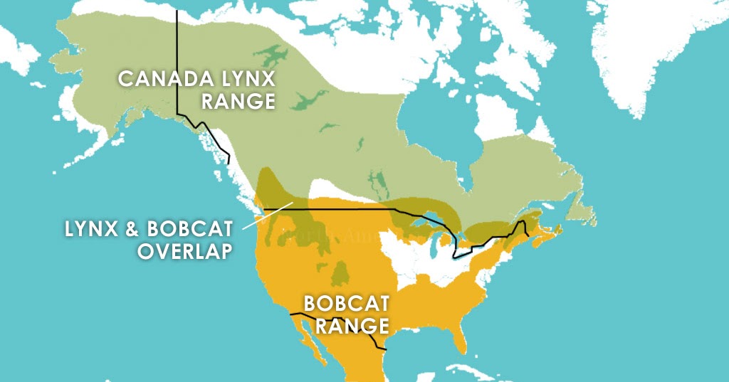 Abe's Animals: Range map of the lynxes in North America
