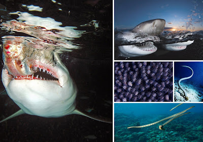 NINE LIVES: It's a phobia, a fear, of sea.