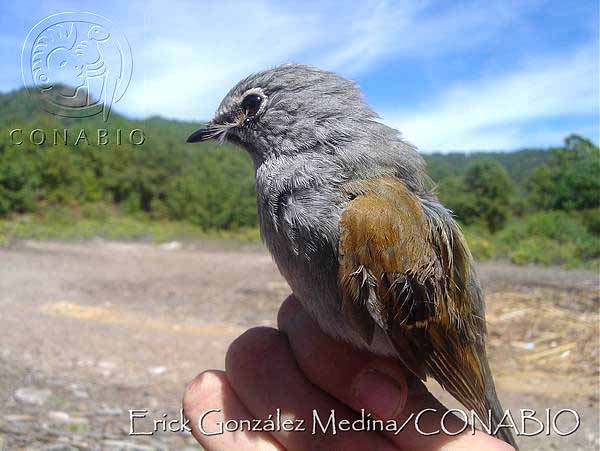 Códigos de Barras de la Vida Silvestre México - Barcode of Wildlife ...