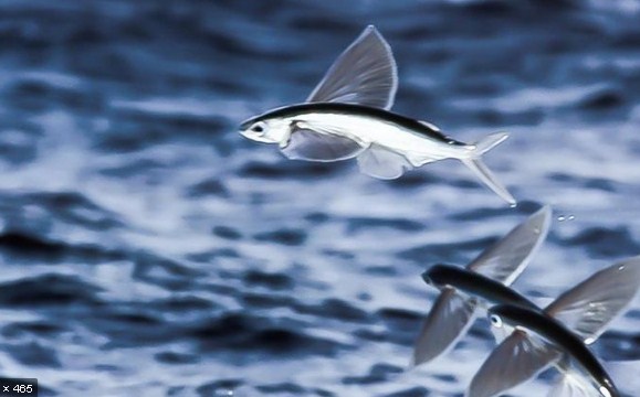 MENGENAL IKAN TERBANG ATAU IKAN TORANI - IKAN DAN LAUT