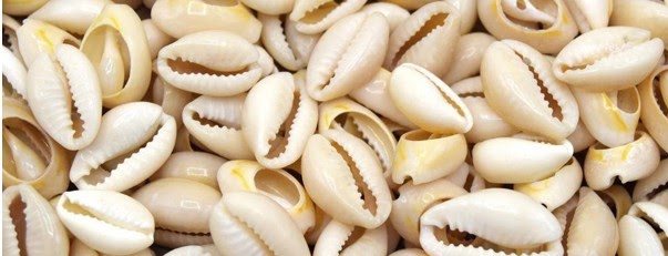 Les coquillages cauris: leurs propriétés et leurs vertus