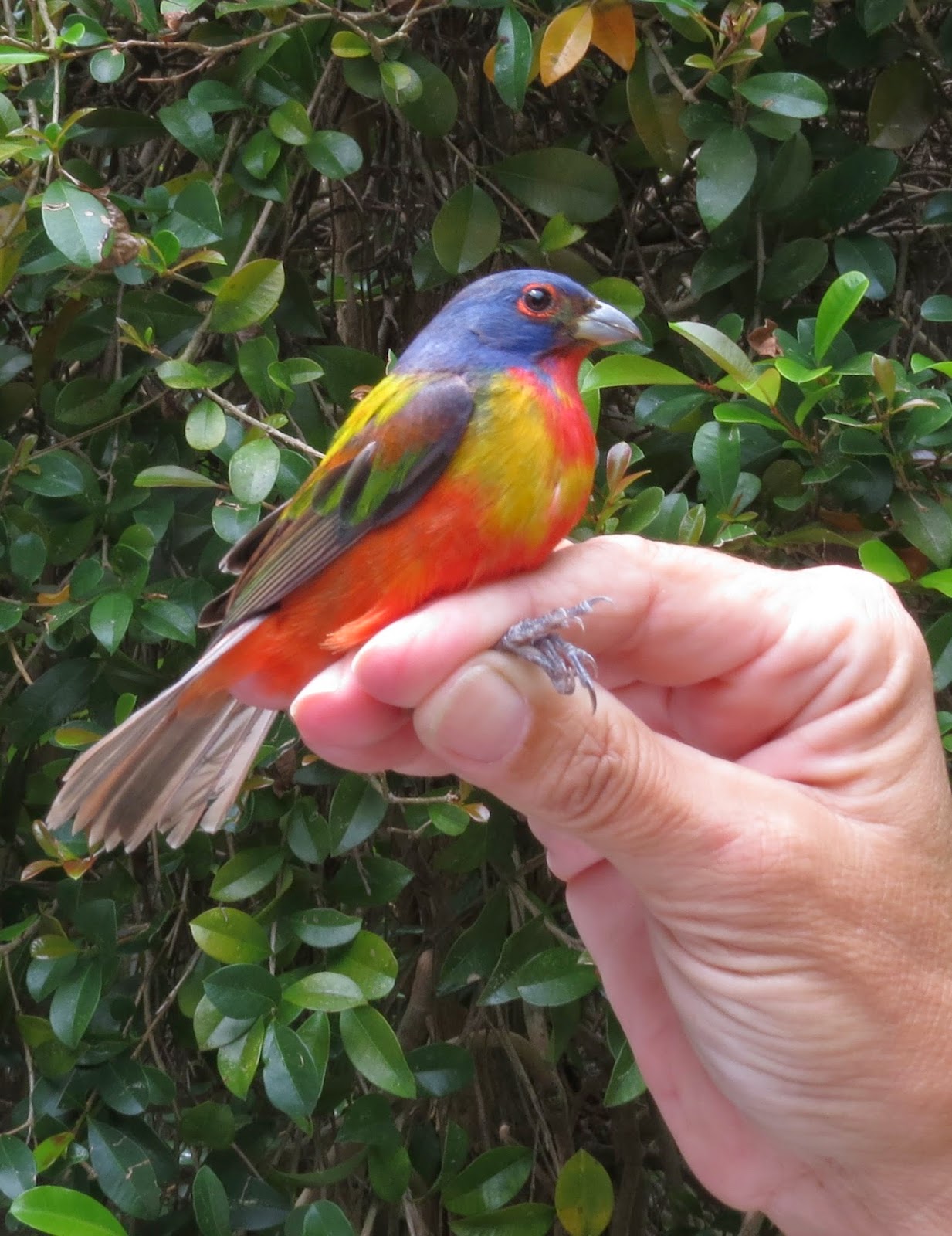 Bird Banding: Learning From Birds In-hand: Color Banding Painted Buntings