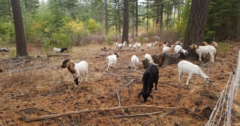 Arjunpuri in Qatar: Firefighting goats devour fuel before it can burn