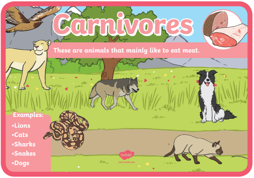 Year 4: Herbivores, Carnivores and Omnivores!