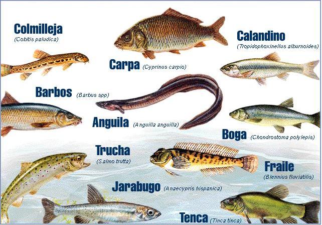 my first blogger: ¿Qué clases de peces peruanos existen?