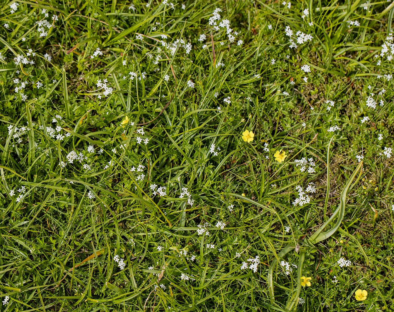 Old Lodge | Naturally