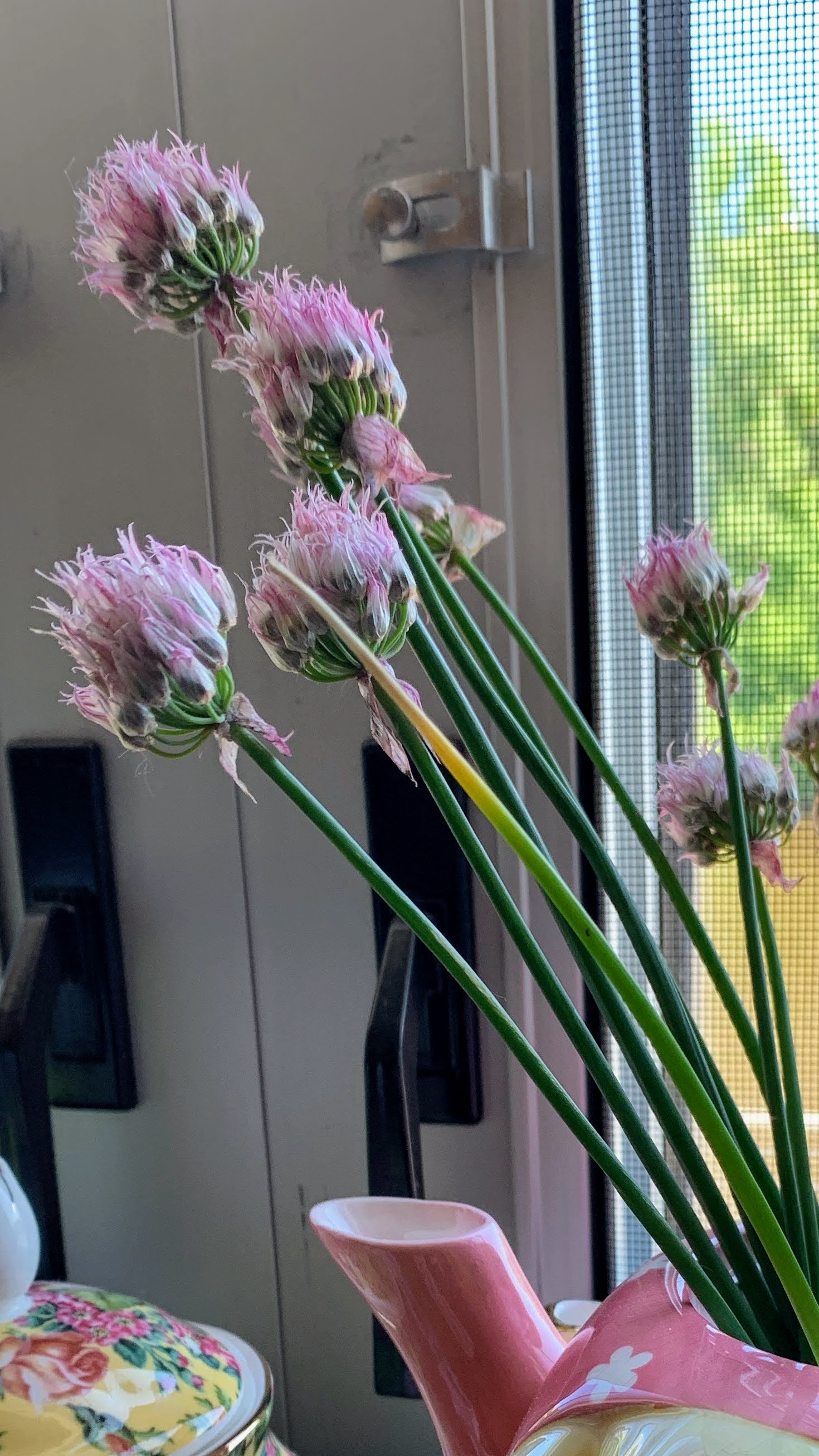 Harvest Hands Urban Gardening: Make Chive Pesto While the Sun Shines