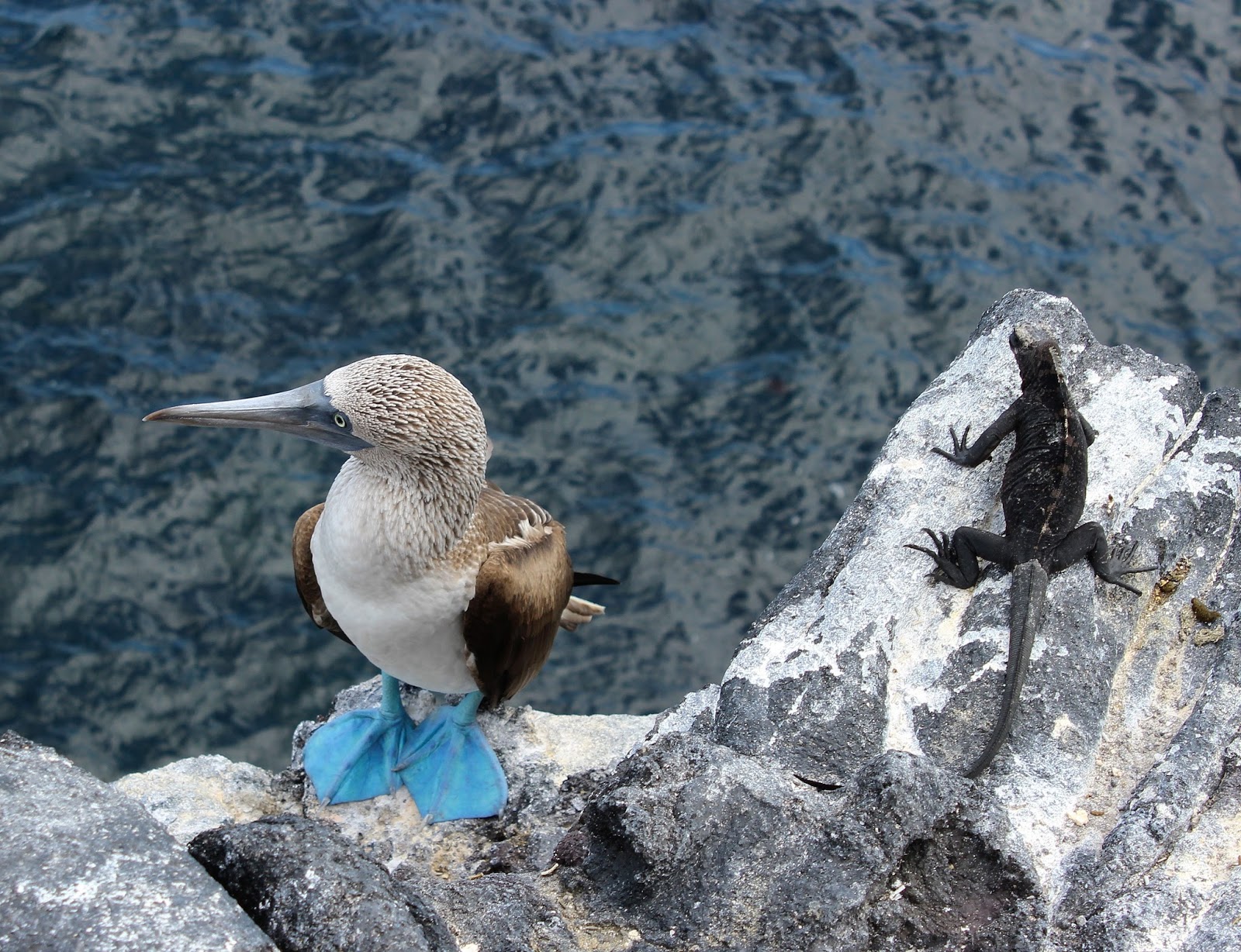 BLUE FOOTED BOOBY photos - wallpapers | the fun bank
