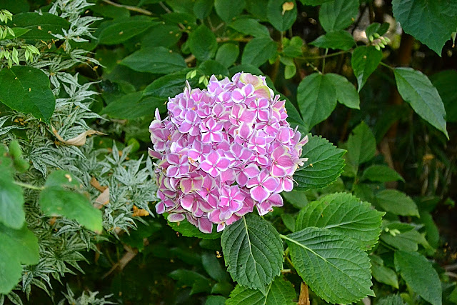 The Outlaw Gardener: Garden Bloggers' Bloom Day July 2015
