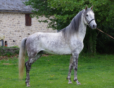 histiore et culture patrimoine d' Ain kermès : LE CHEVAL BARBE :cheval ...