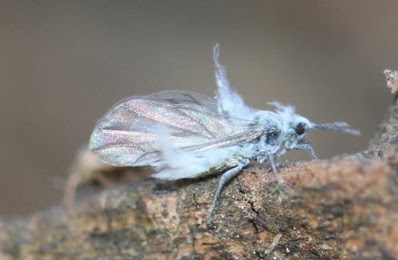 Springfield Plateau: Flying Lint