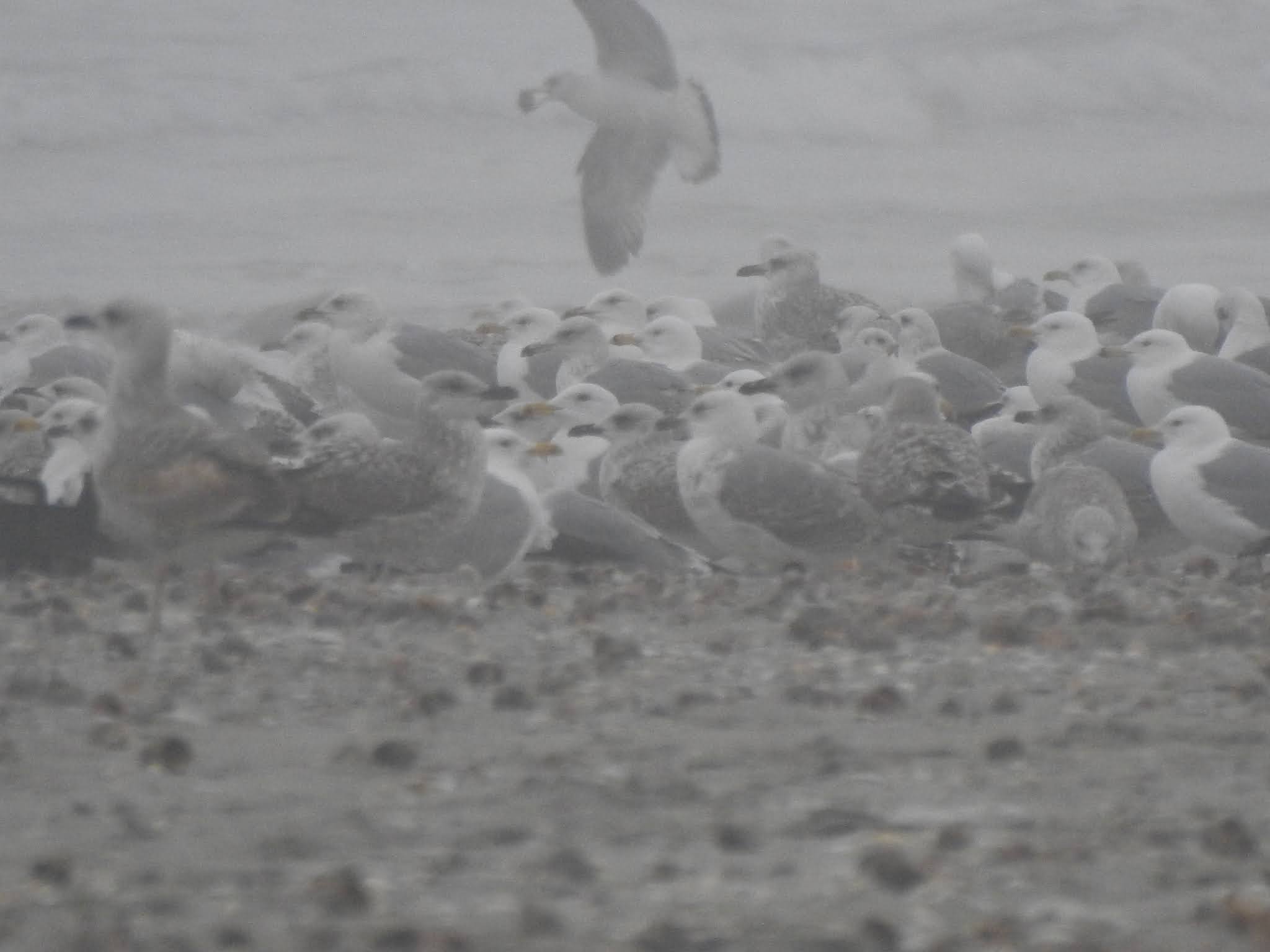 PASARI DIN ROMANIA: PESCARUS NEGRU, Larus marinus