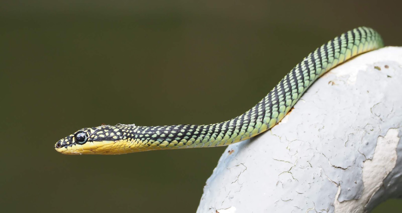 Singapore Menagerie: Paradise Tree Snake